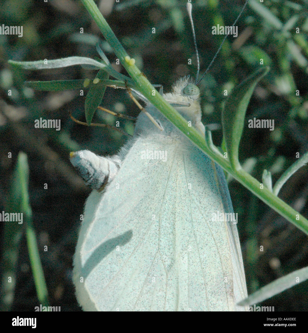 Small White butterfly laying eggs Stock Photo - Alamy