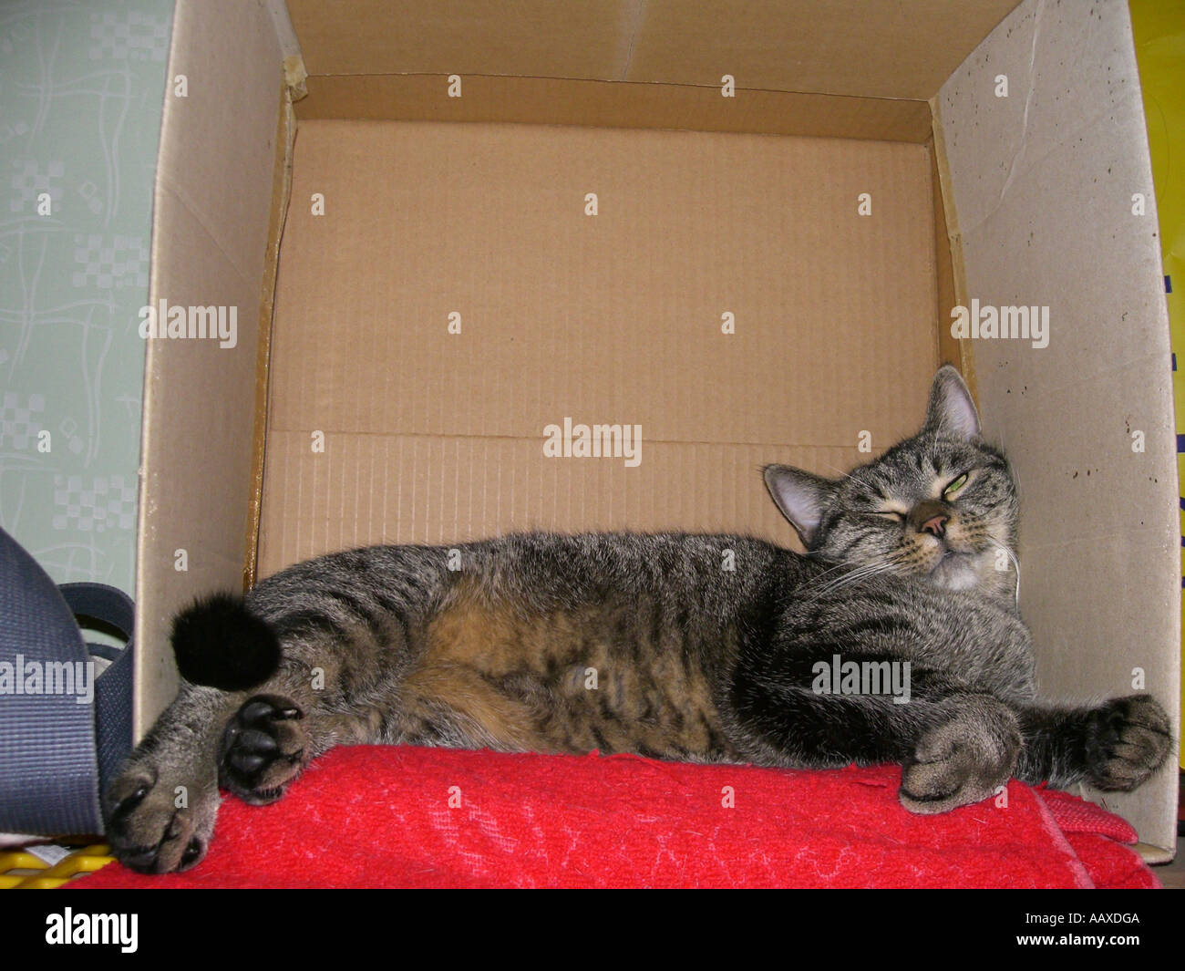 Cat in a box, fun Stock Photo - Alamy