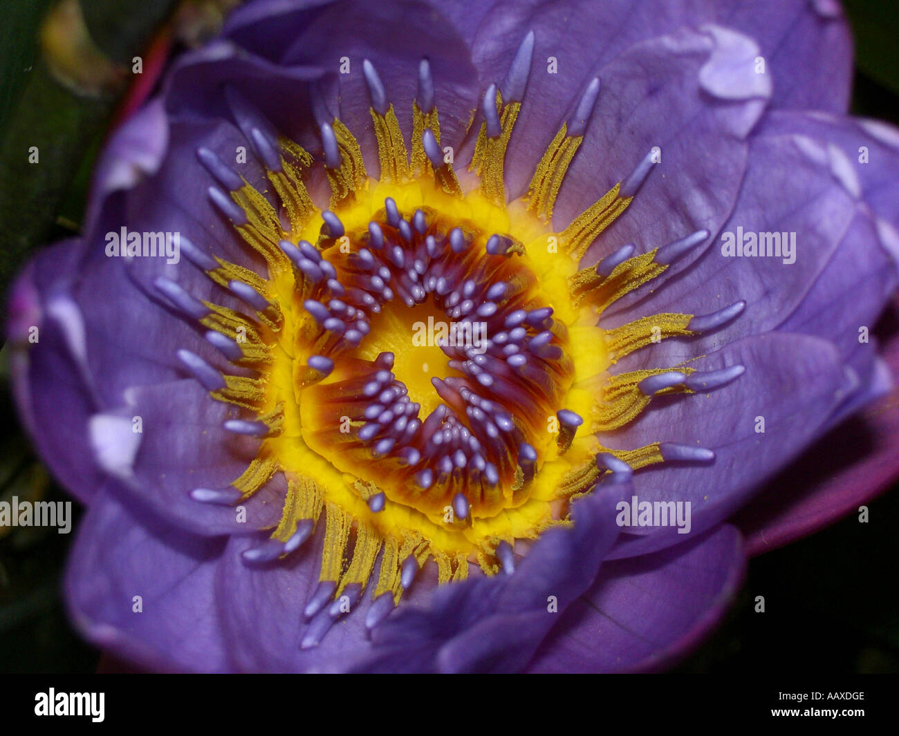 Asian Blue Lotus flower profile Stock Photo - Alamy