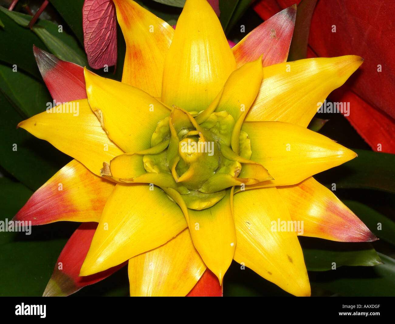 Flower profile hi-res stock photography and images - Alamy