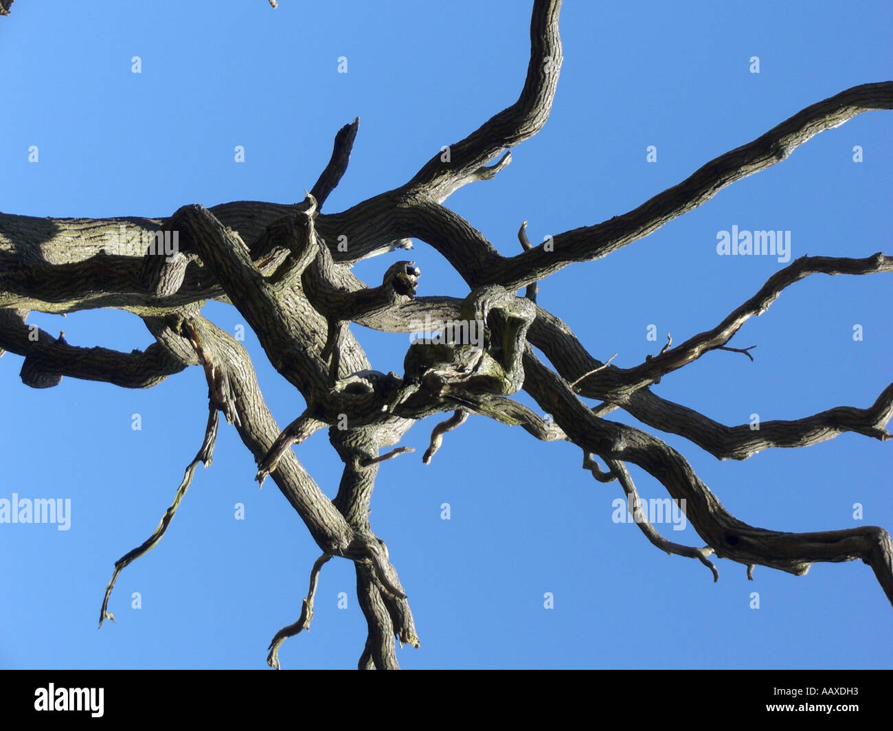 Dead tree, flipped, blue sky Stock Photo - Alamy