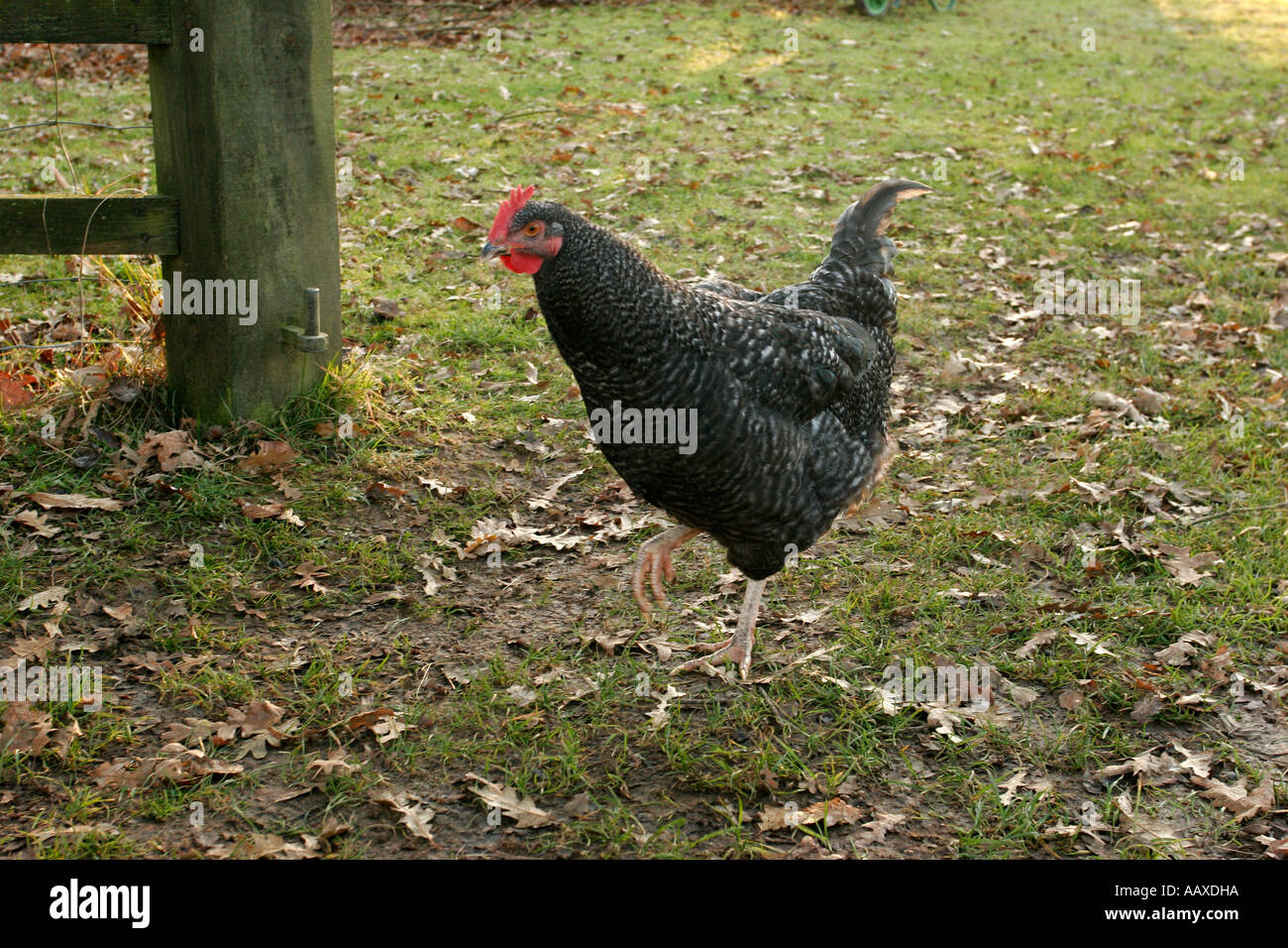 Free range chicken Hampshire England Stock Photo - Alamy