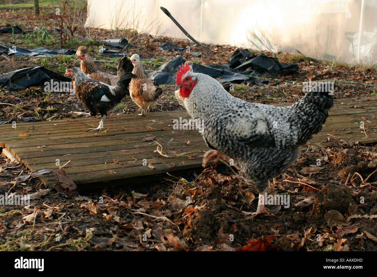 Free range chickens Hampshire England Stock Photo - Alamy