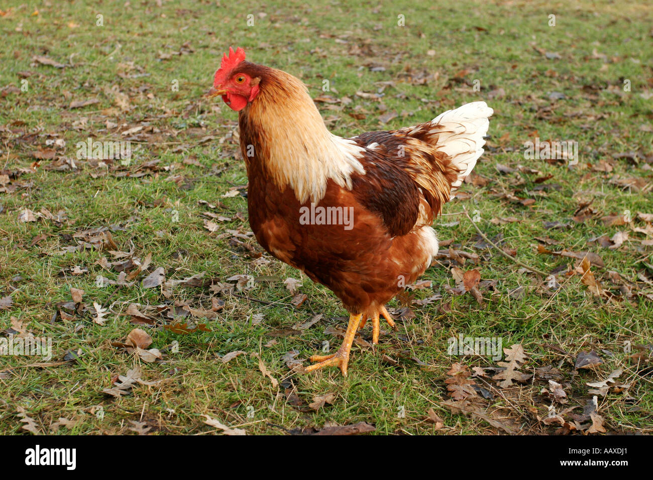 Free range chicken Hampshire England Stock Photo - Alamy