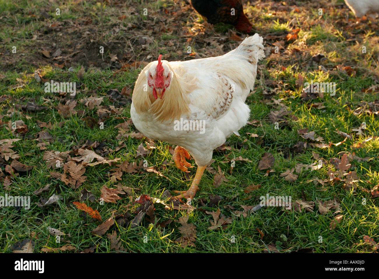 Freerange chicken Hampshire England Stock Photo - Alamy