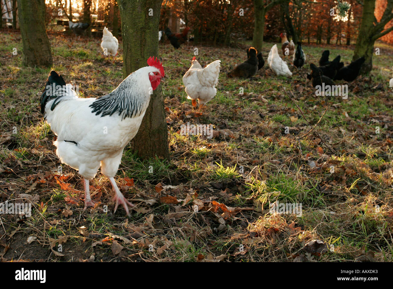 Free range chickens Hampshire England Stock Photo - Alamy