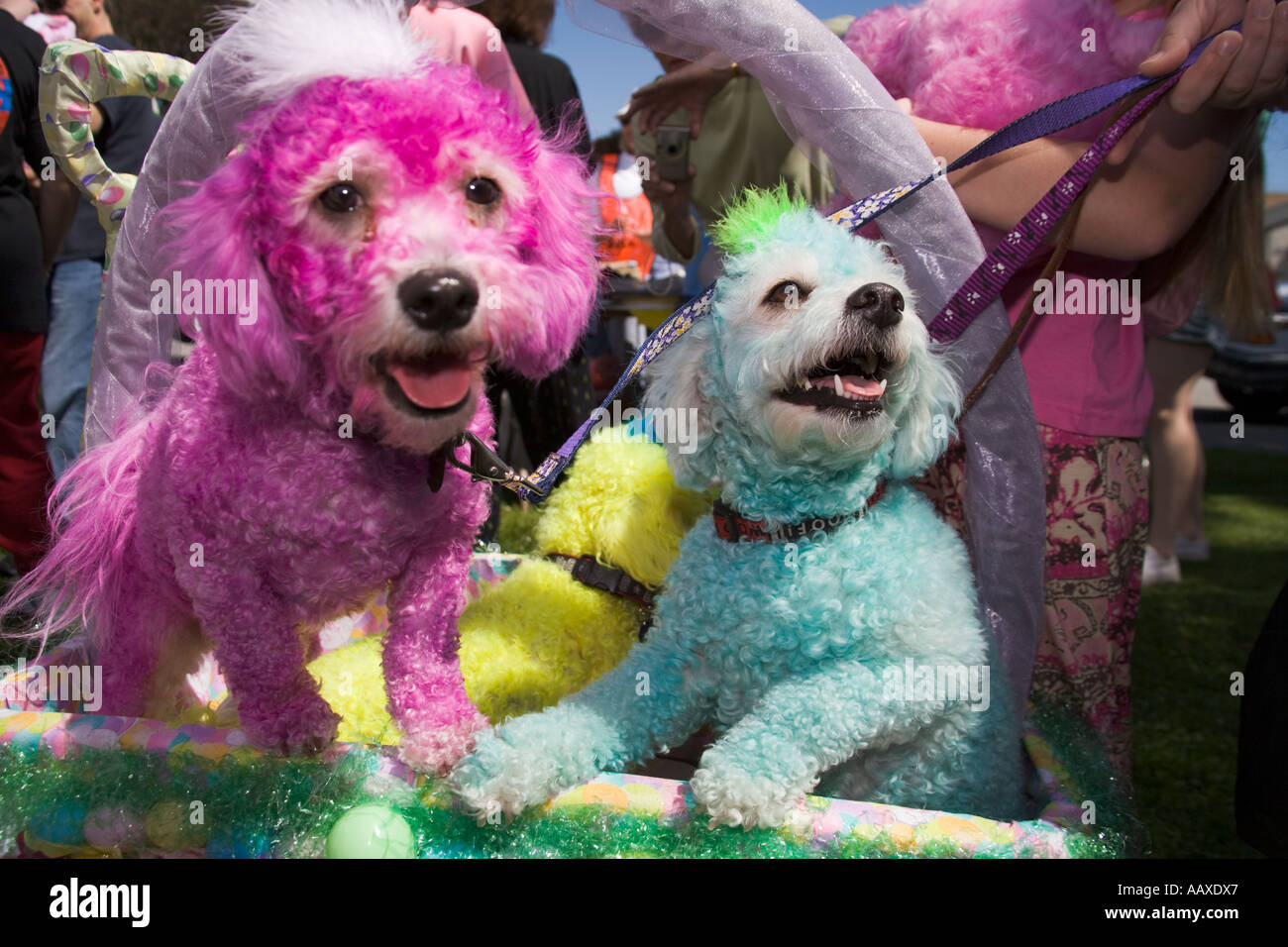Easter parade dog hi-res stock photography and images - Alamy