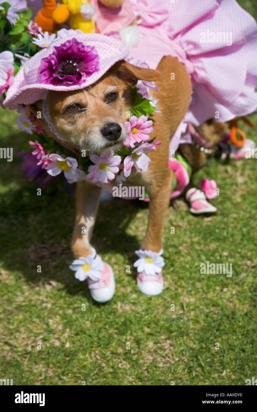 Haute Dog Easter Parade Belmont Shores California United States of ...