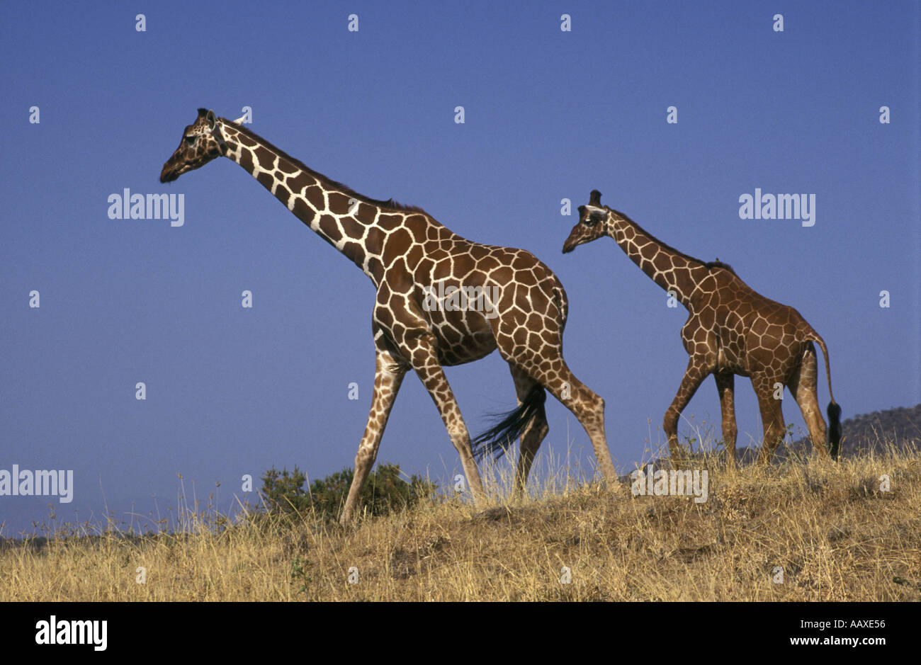 Two Reticulated Giraffe in Samburu National Reserve Kenya East Africa ...