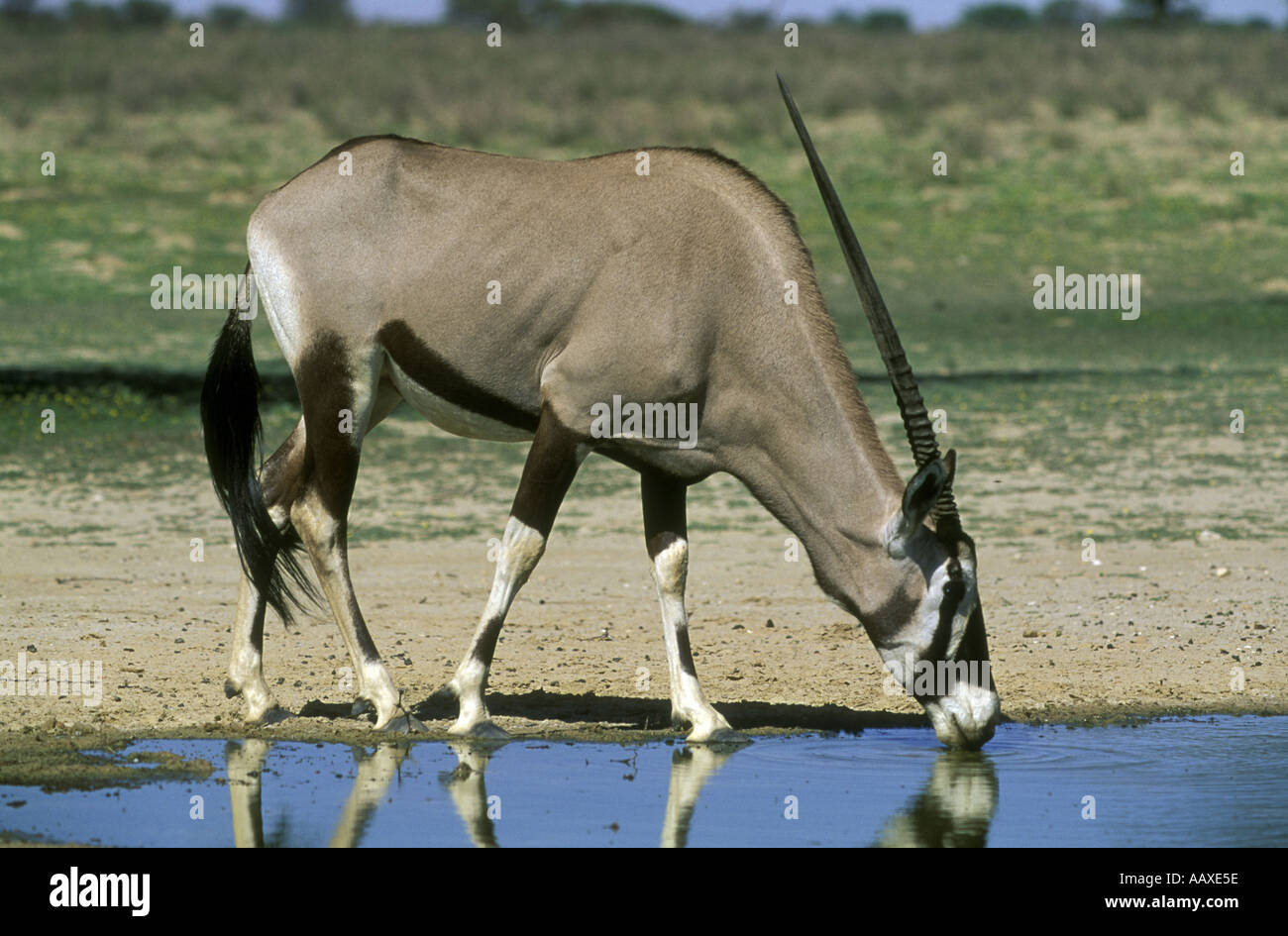Gemsbok drinking from a pool in Kalahari Gemsbok National Park South ...
