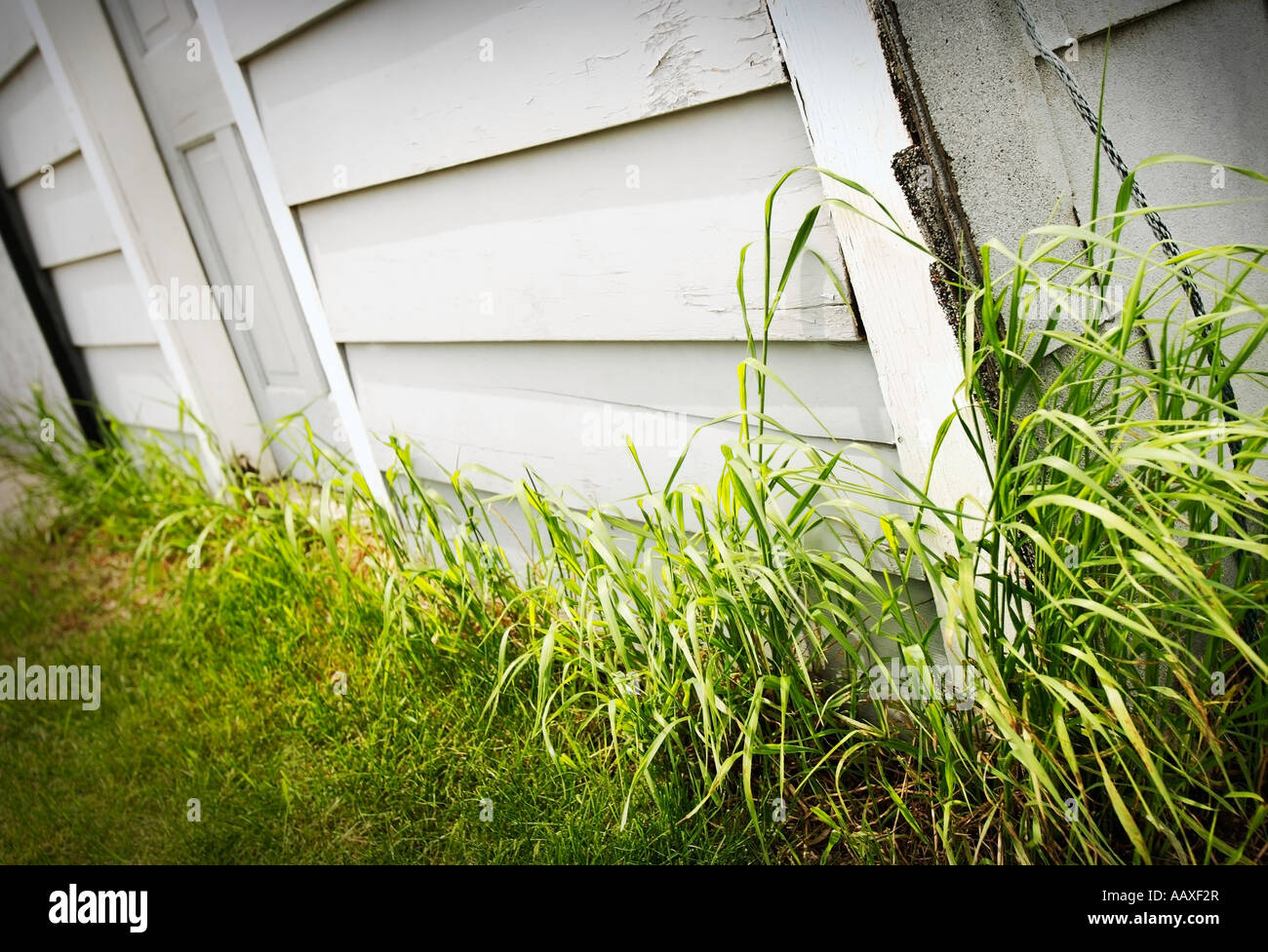 Twitch grass hi-res stock photography and images - Alamy