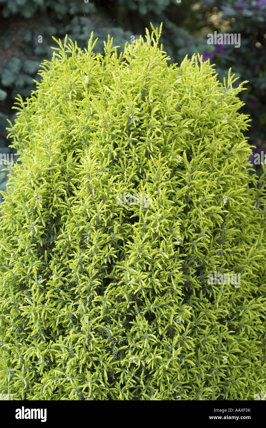 Pale green spring - Common Juniper - Juniperus communis - Golden Cone ...