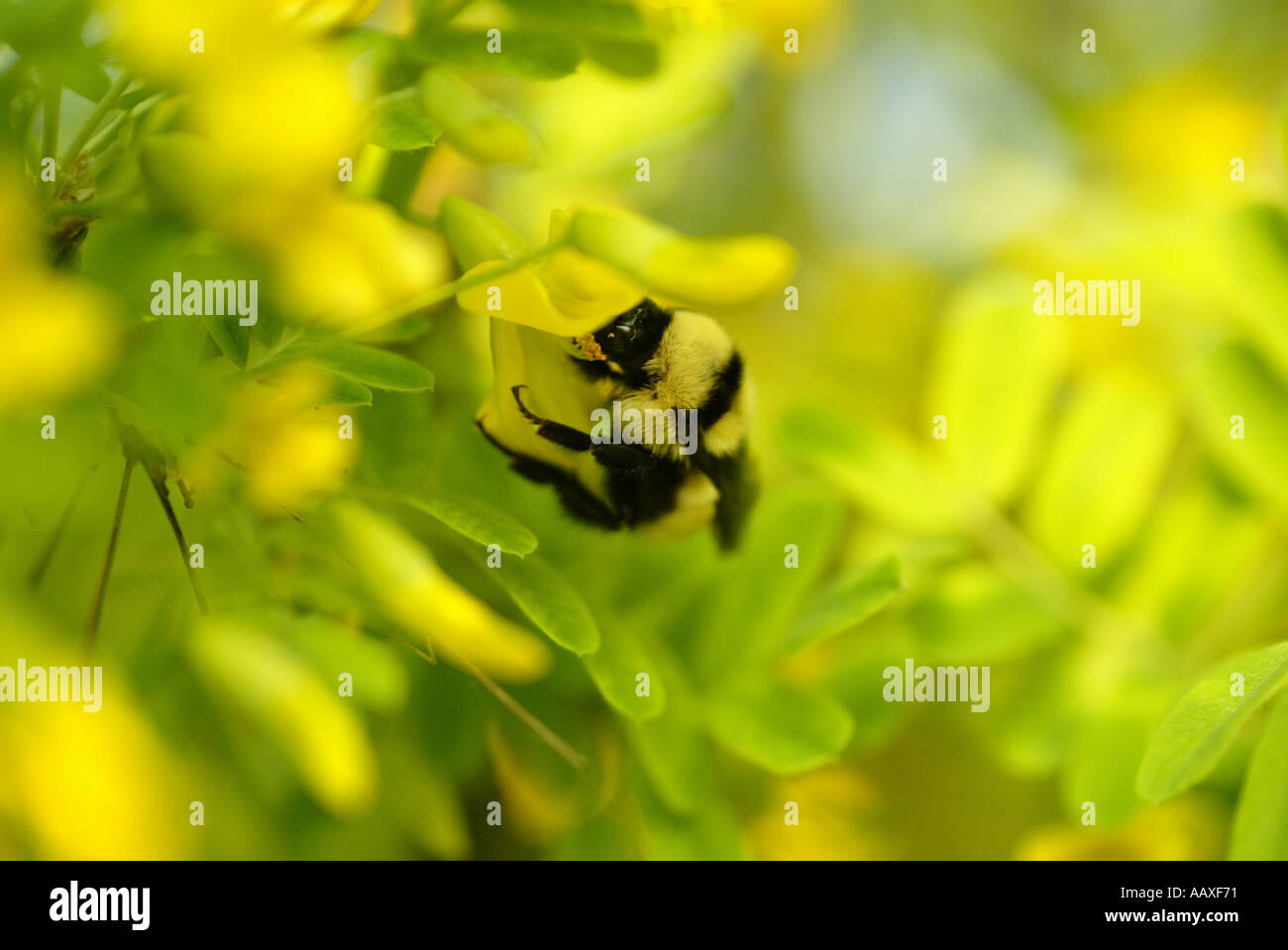 Yellow bee in vivid yellow colors Stock Photo - Alamy