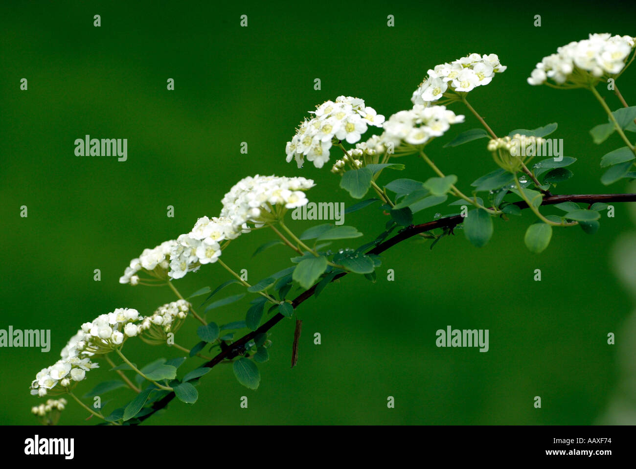 Flower diagonal orientation Stock Photo - Alamy