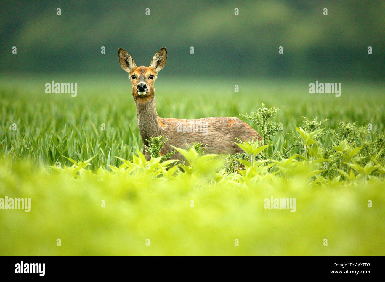 Roe doe hi-res stock photography and images - Alamy