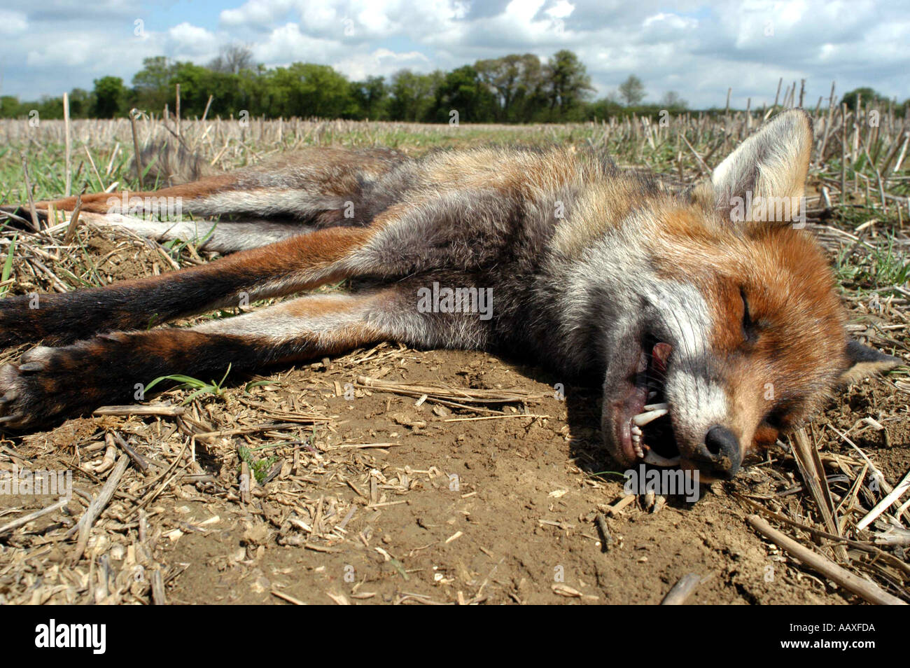 Shot fox hi-res stock photography and images - Alamy