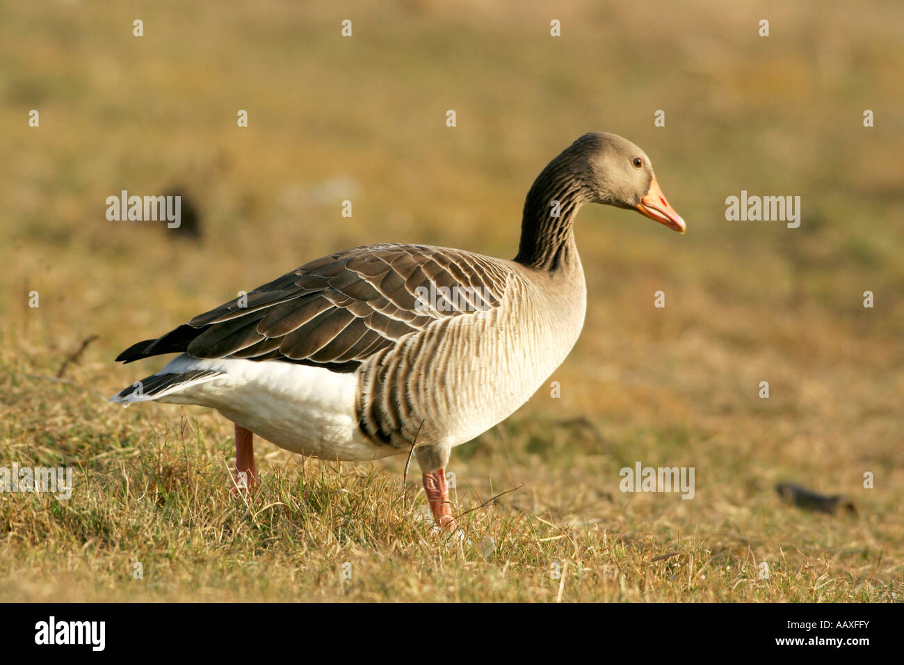 Gouse hi-res stock photography and images - Alamy