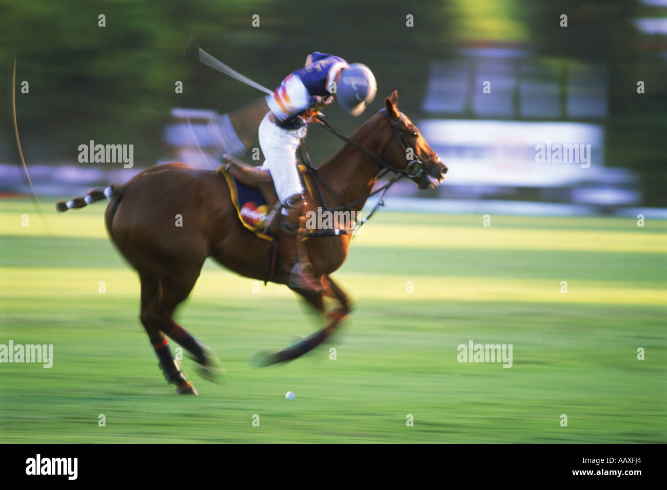 Sport polo player argentina hi-res stock photography and images - Alamy