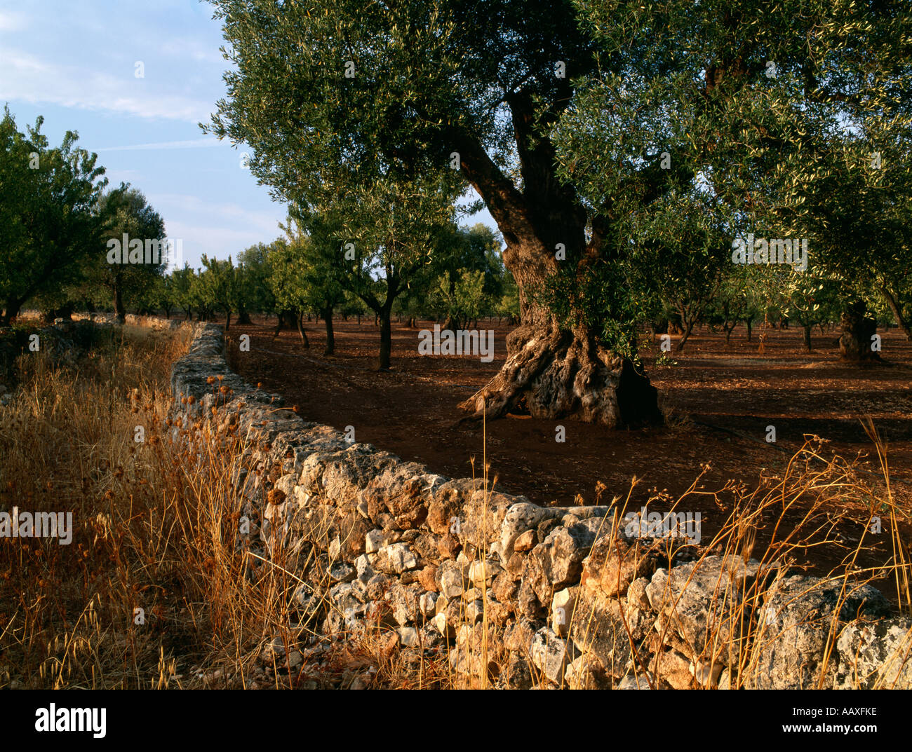 Olive trees and ancient stone walled road in Puglia countryside ...