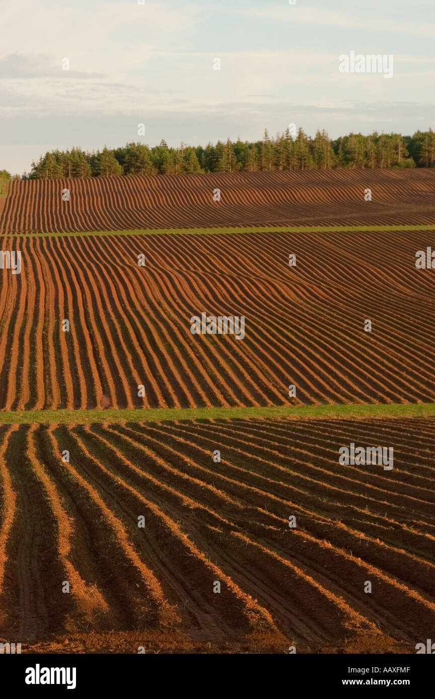 Potato fields on Prince Edward Island, Canada Stock Photo - Alamy