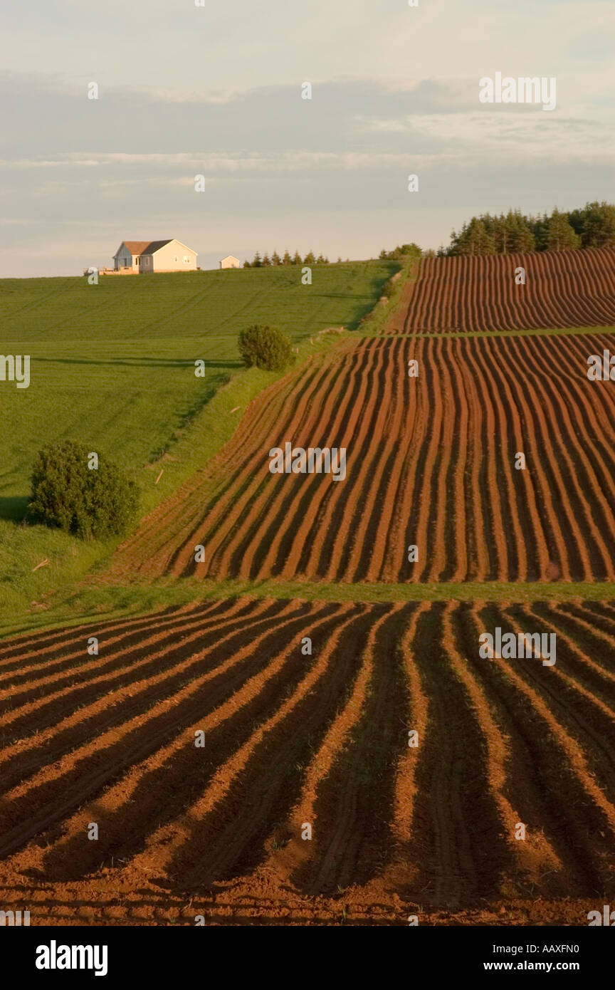 Potato fields prince edward island hi-res stock photography and images ...