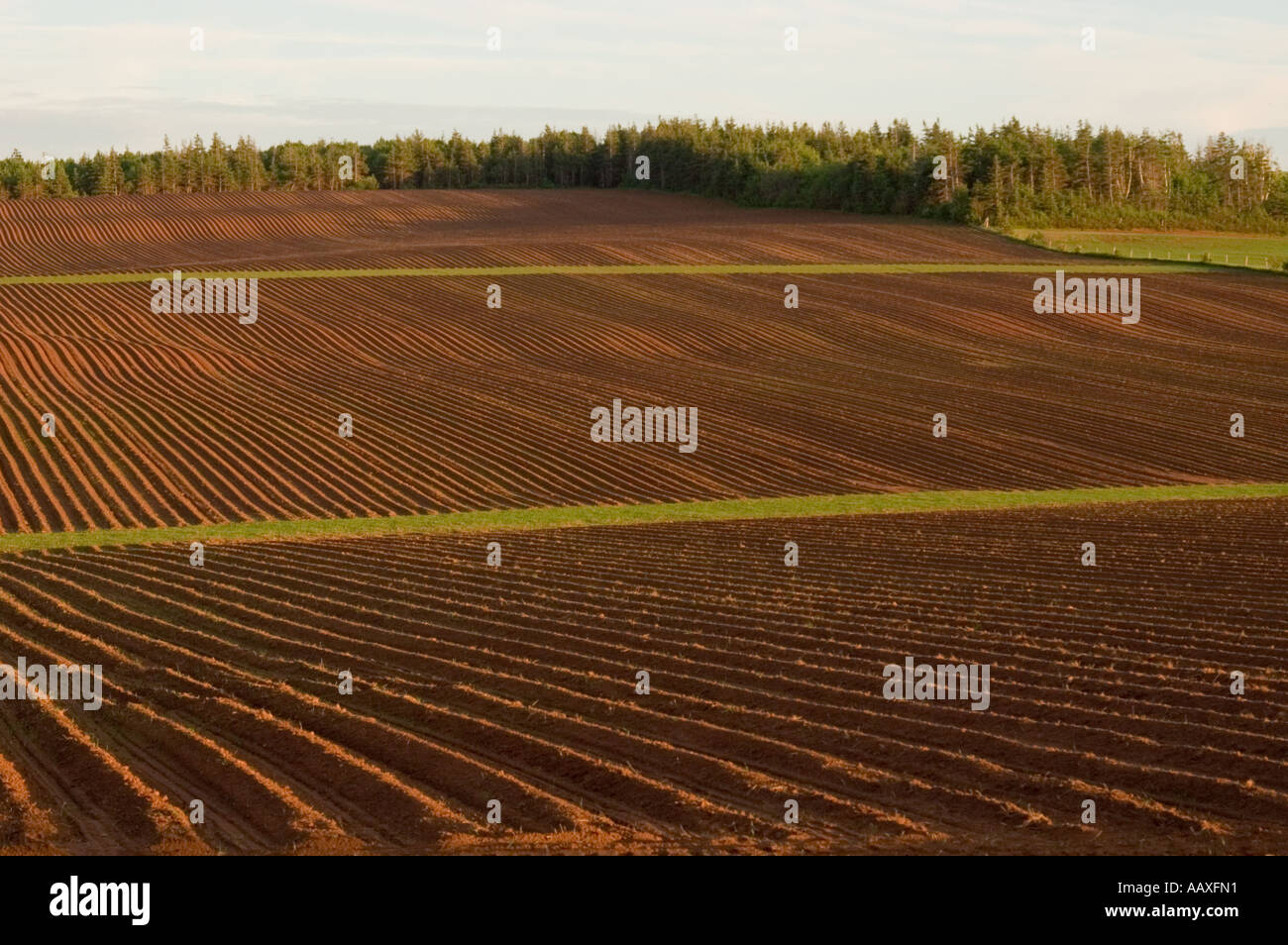 Potato fields prince edward island hi-res stock photography and images ...