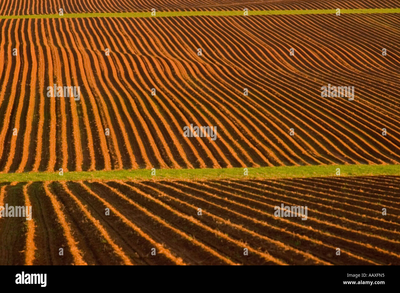 Farm fields on rural Prince Edward Island, Canada Stock Photo - Alamy