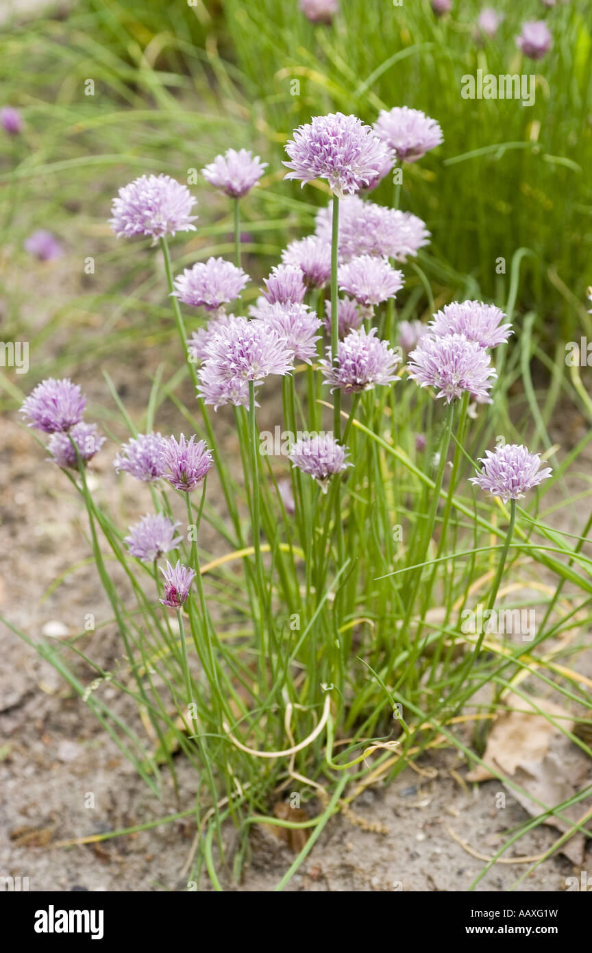 Pink violet spring flowers of Wild Chives - Liliaceae - Allium ...