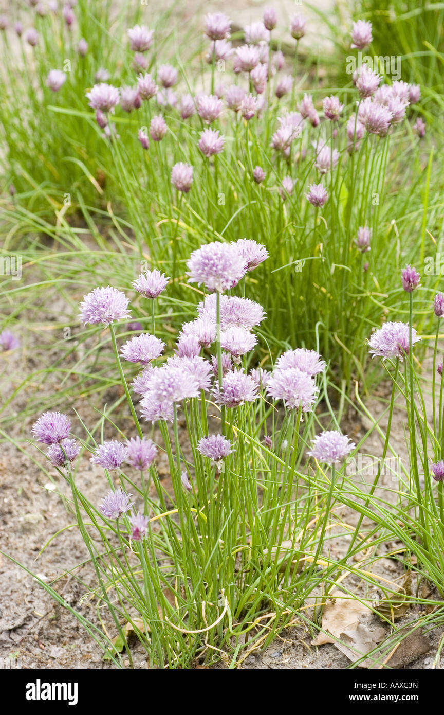 Pink violet spring flowers of Wild Chives - Liliaceae - Allium ...