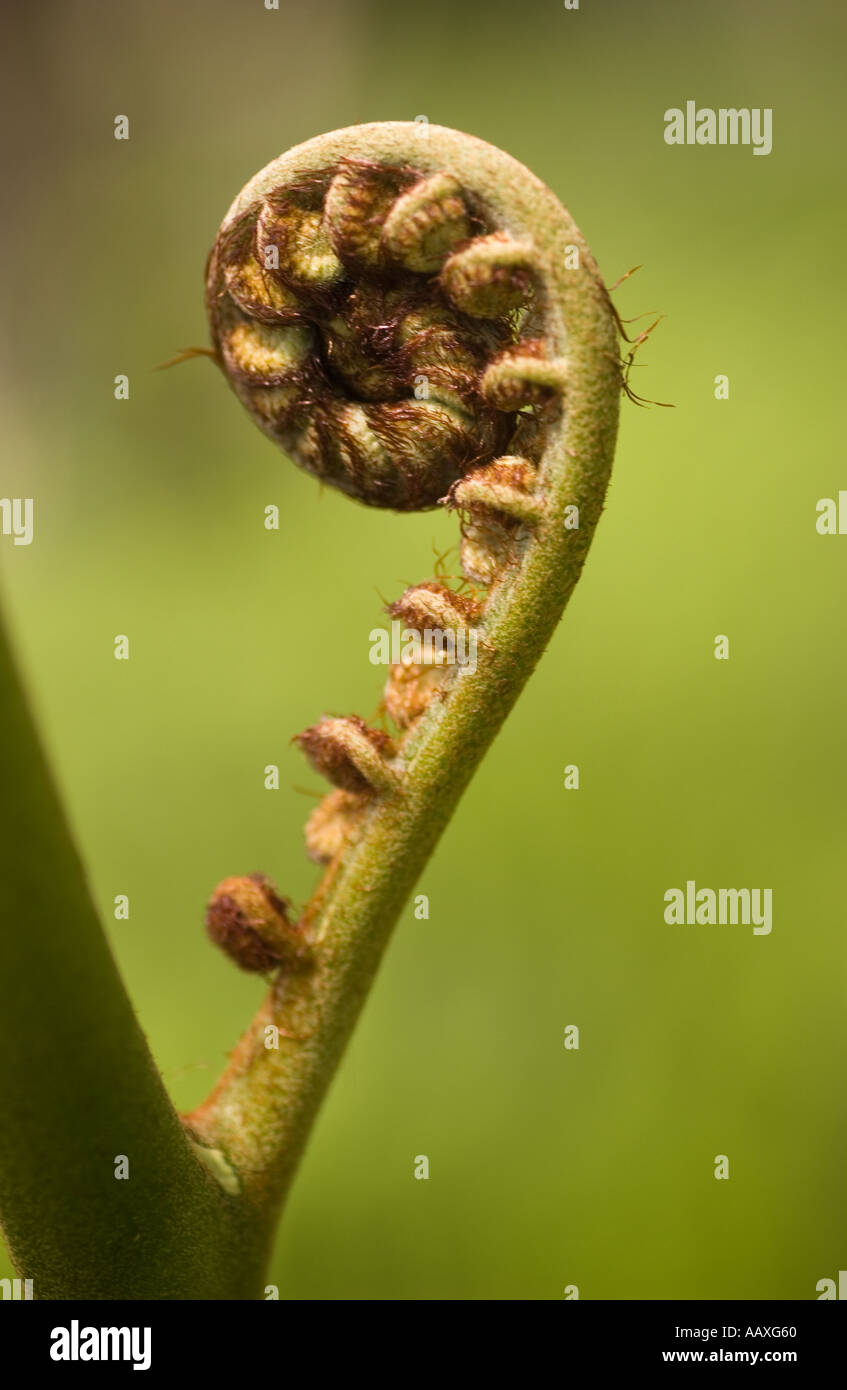 Uncurling fern foliage hi-res stock photography and images - Alamy