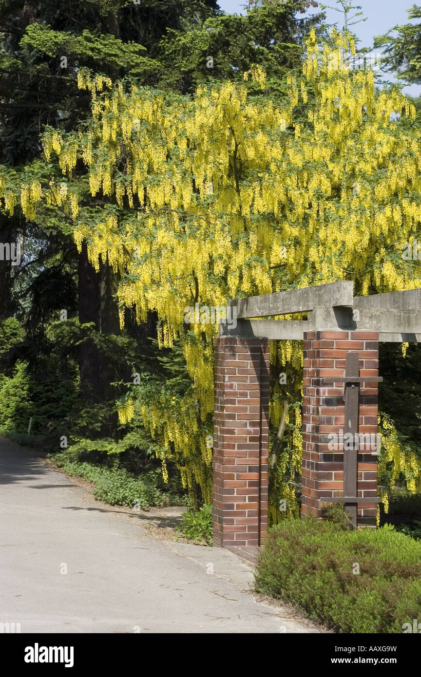 Yellow spring flowers of Common Laburnum - Laburnum anagyroides Stock ...