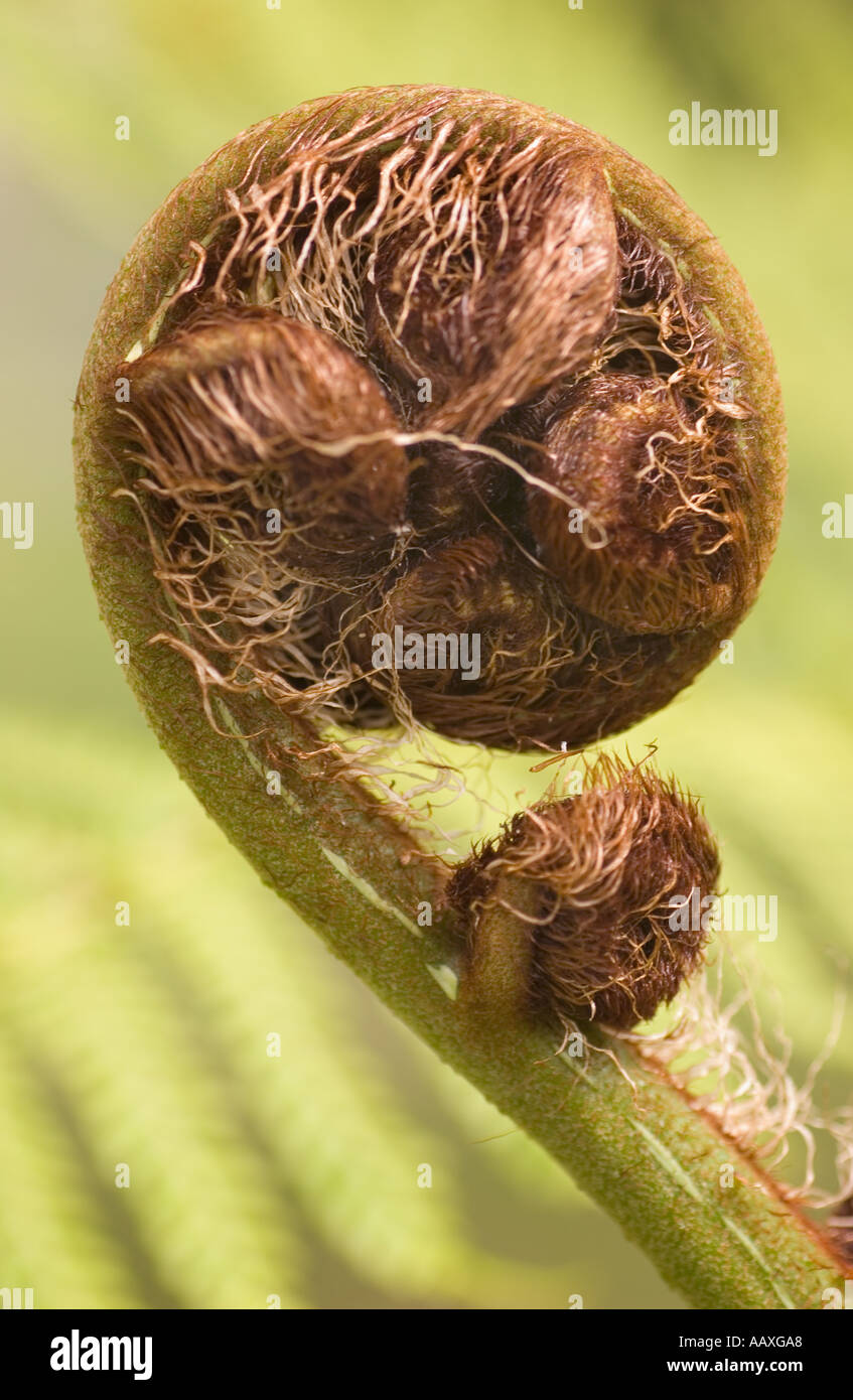 Uncurl hi-res stock photography and images - Alamy