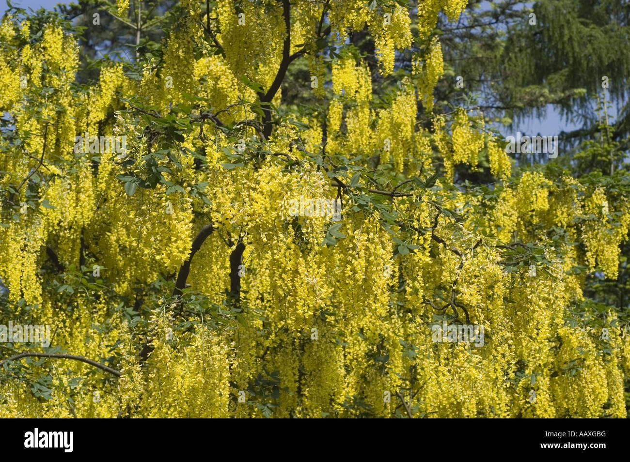 Yellow spring flowers of Common Laburnum - Laburnum anagyroides Stock ...