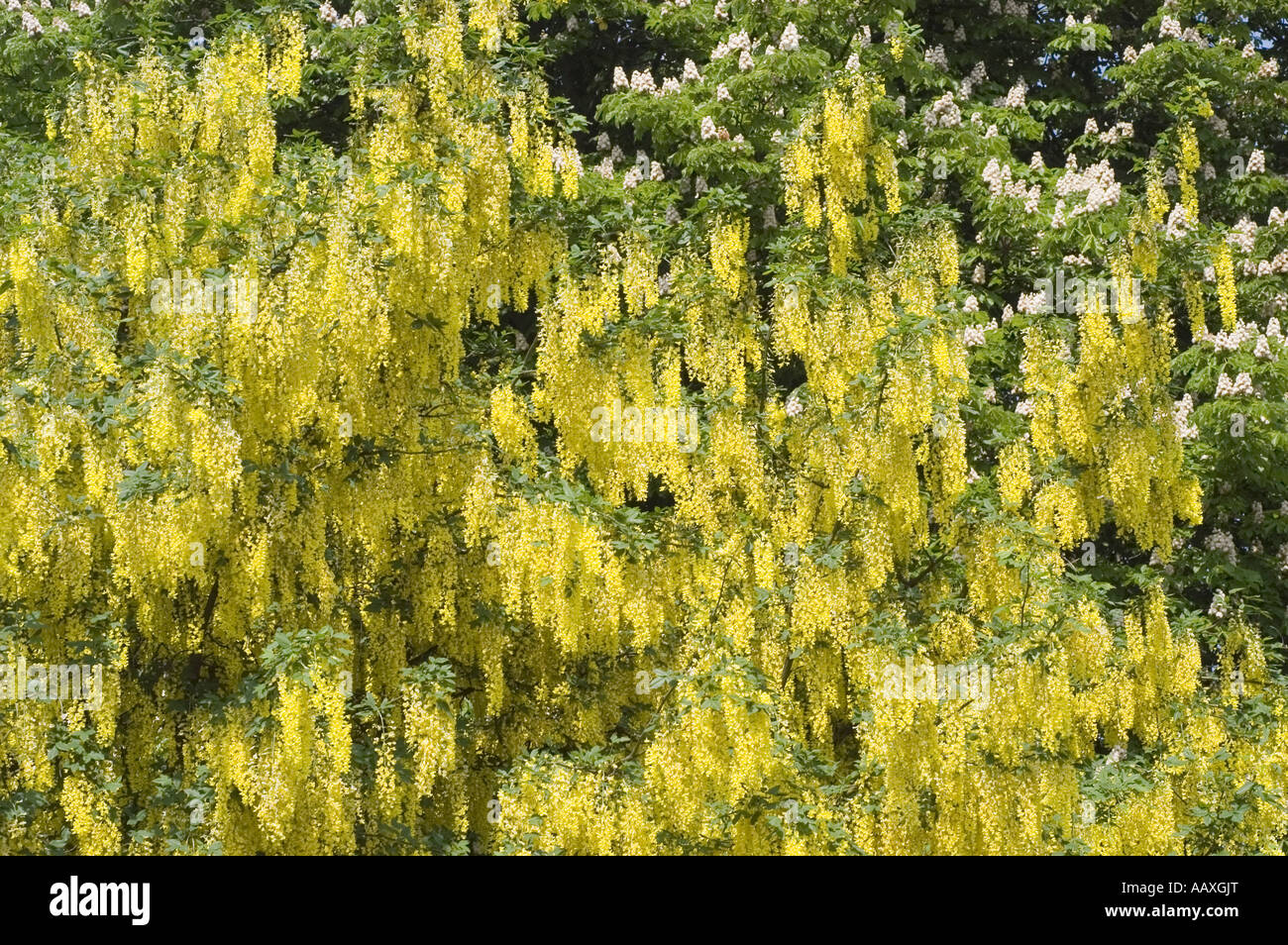 Yellow spring flowers of Common Laburnum - Laburnum anagyroides Stock ...