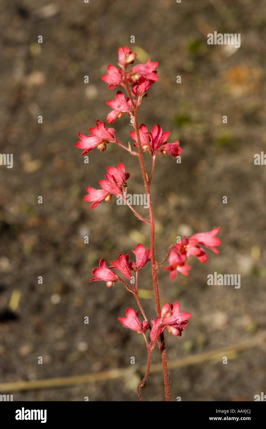 Red spring flowers of Coral bells, Alum root, Crimson bells - Heuchera ...