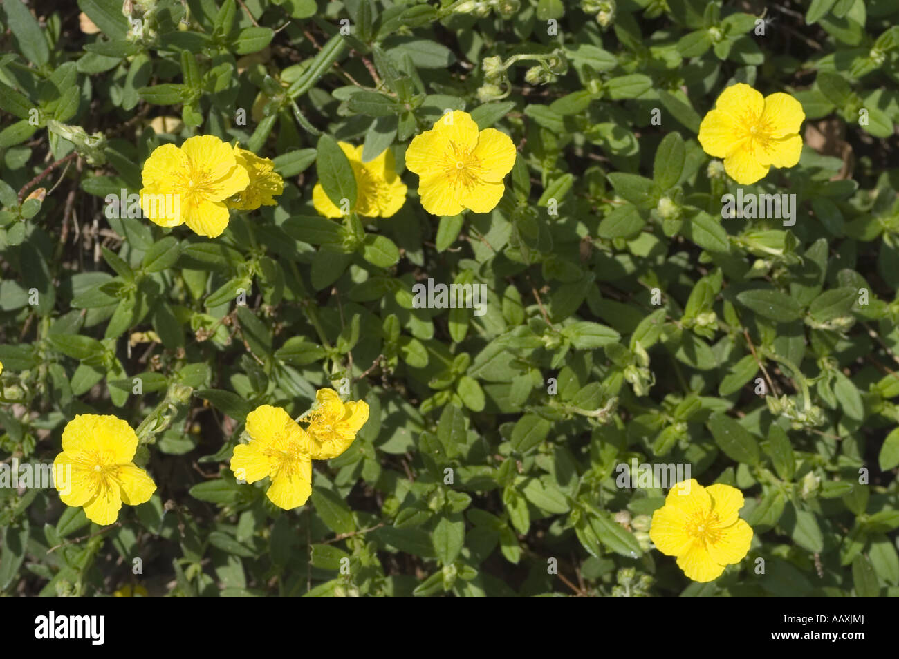 Yellow spring flowers of Common Rockrose or Sun Rose - Cistaceae ...