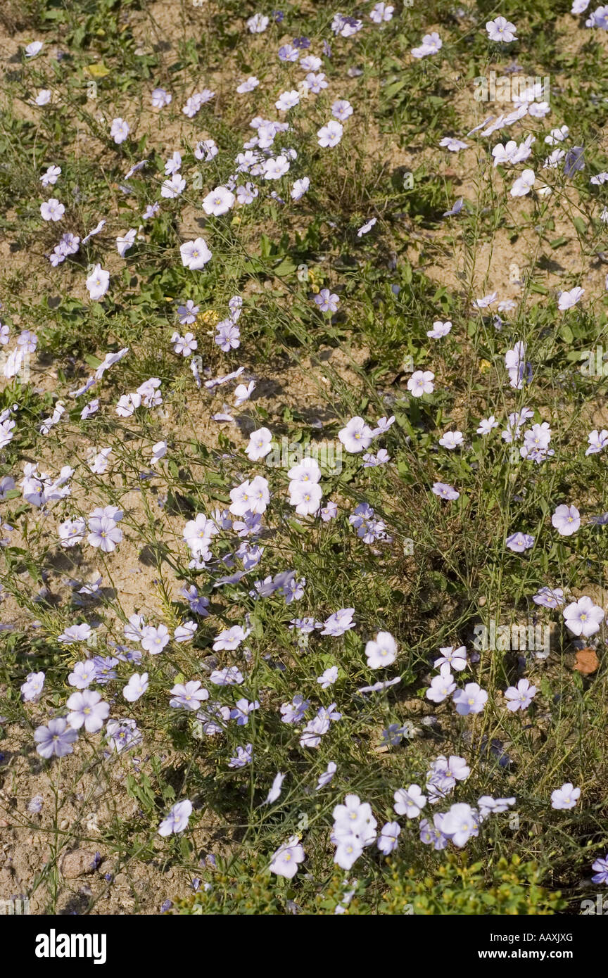 Many pale blue spring flowers of Austrian Flax (Linum austriacum ...