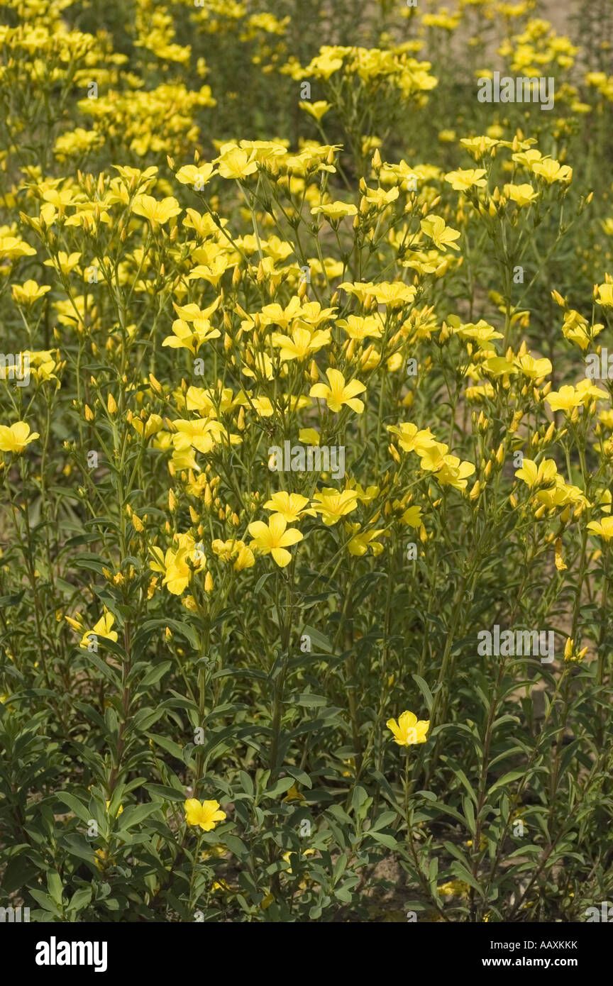 Many yellow spring flowers of Golden Flax - Linum flavum Stock Photo ...