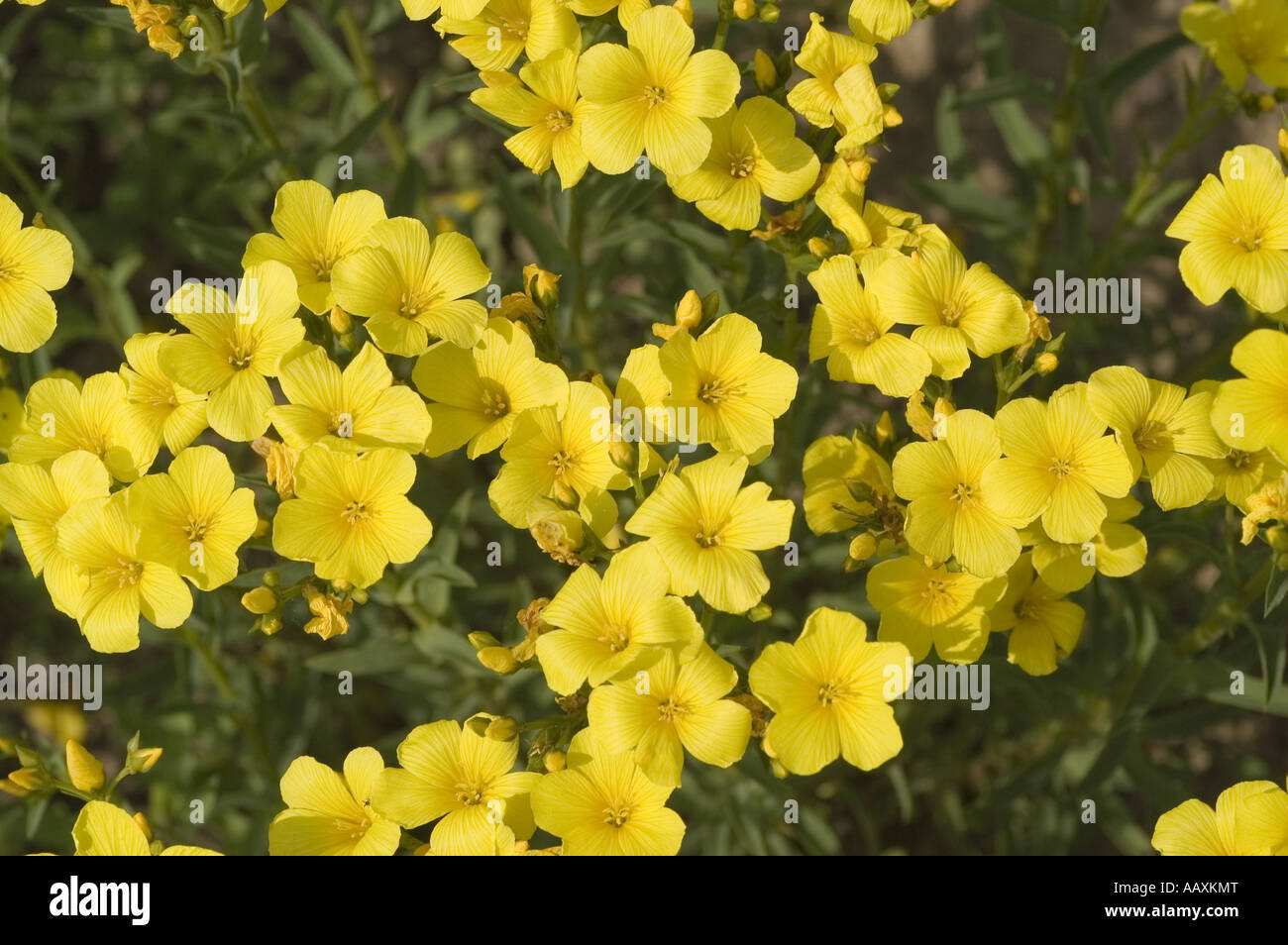 Many yellow spring flowers of Golden Flax - Linum flavum Stock Photo ...