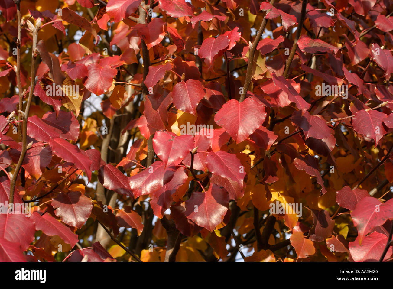 Red Pear Tree in Fall Stock Photo - Alamy