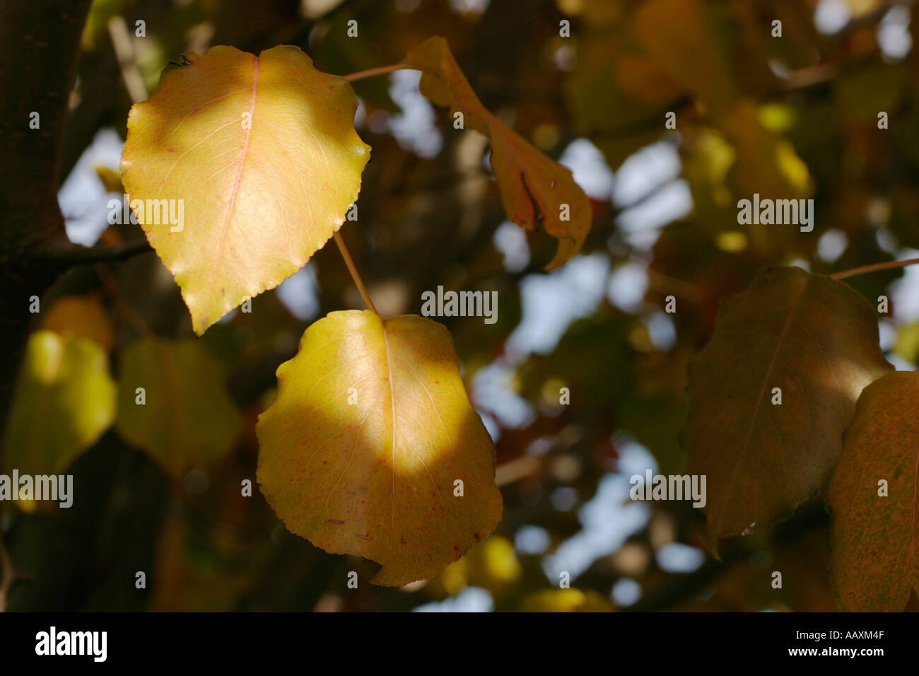 Yellow Pear Tree in Fall Stock Photo - Alamy
