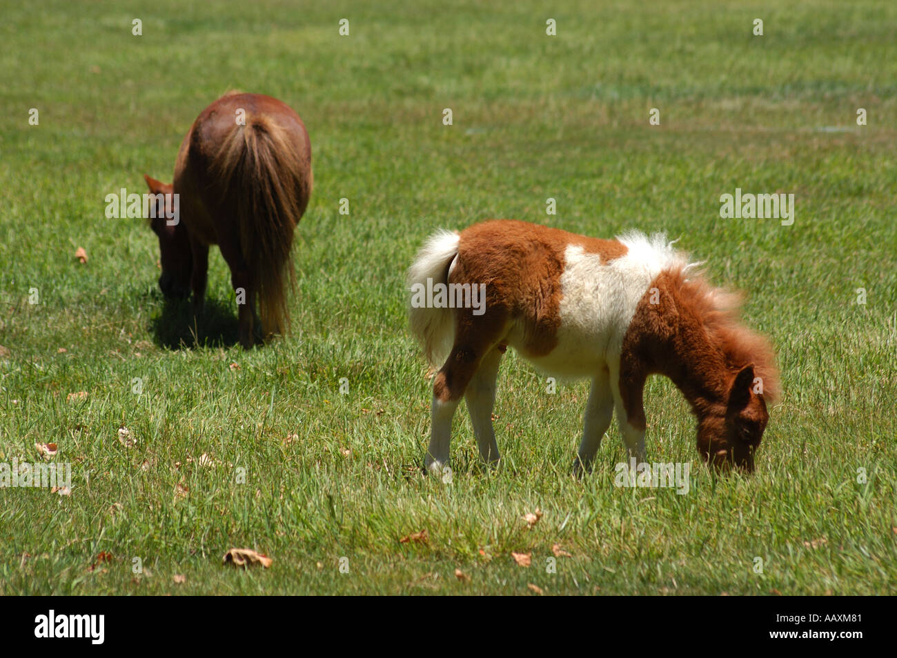 Miniature horses hi-res stock photography and images - Alamy