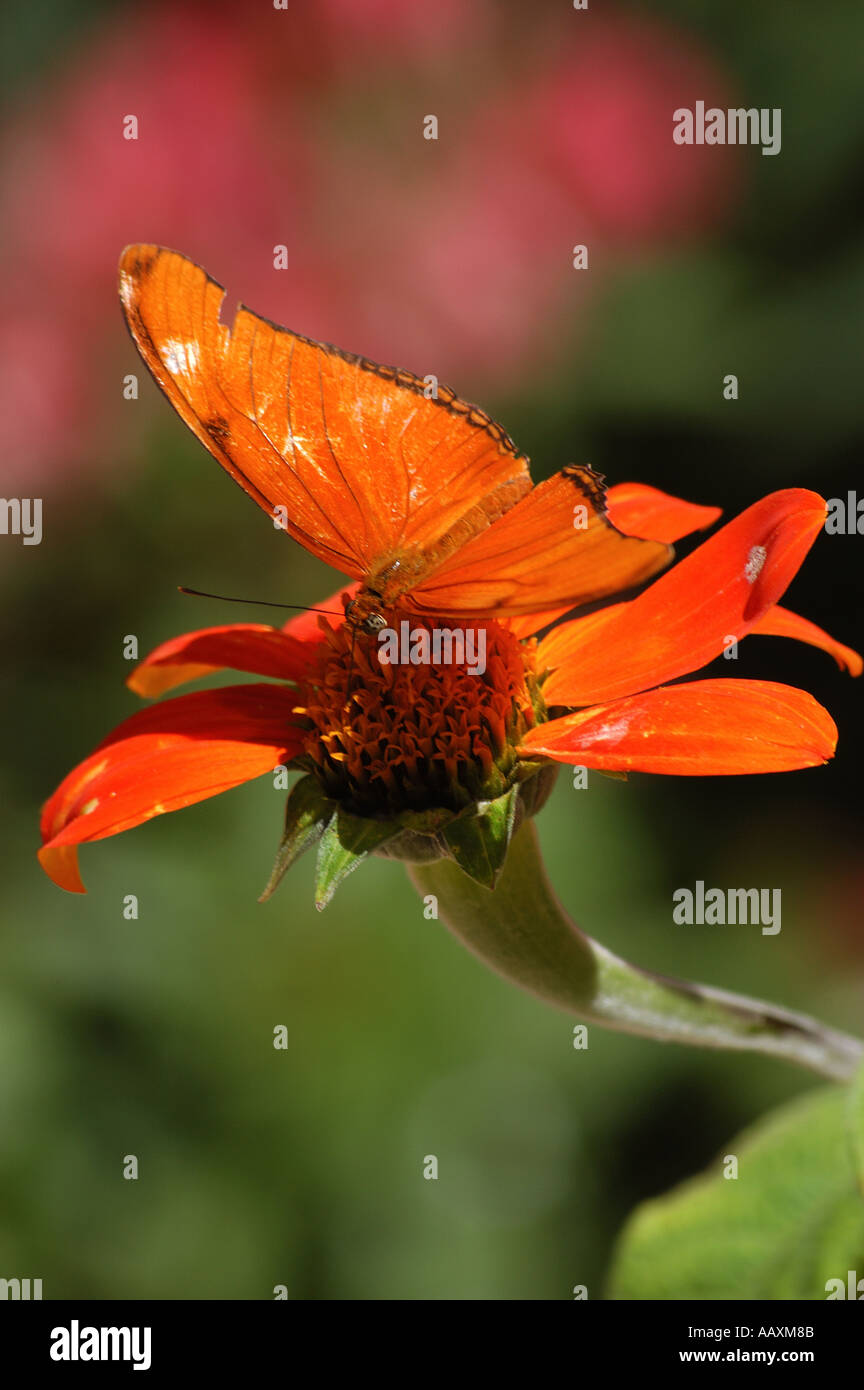 Colorful Orange Butterfly Stock Photo - Alamy