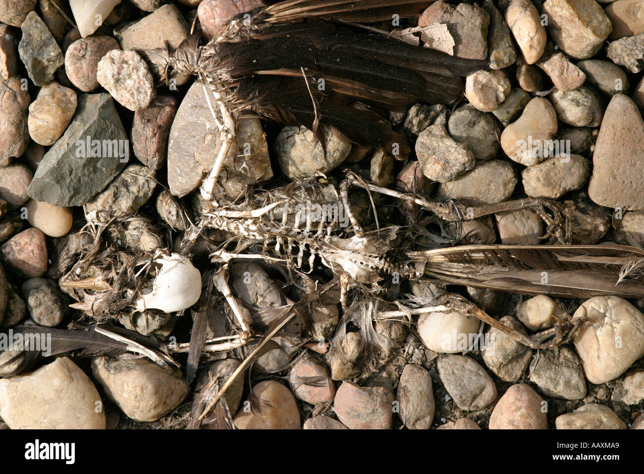 Bird Skeleton in Rocks Stock Photo - Alamy