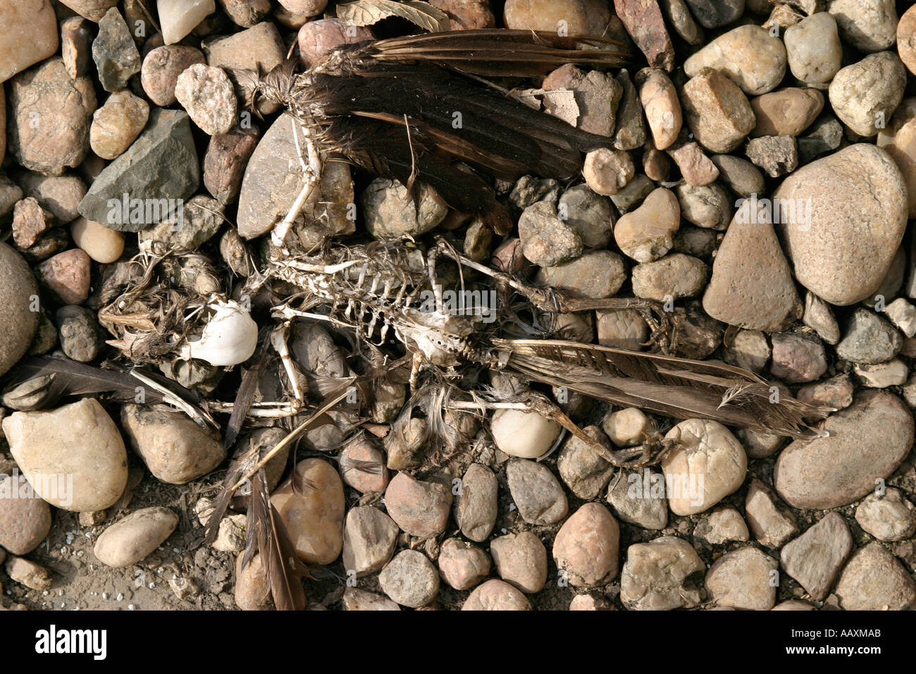 Bird skeleton with feathers hi-res stock photography and images - Alamy