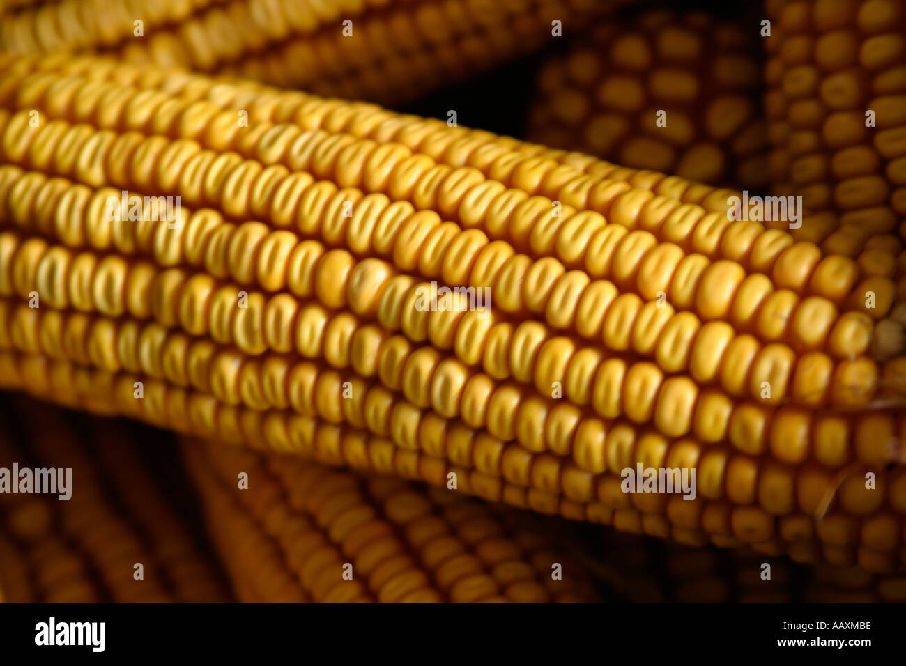 Harvested grain feed corn kernels hi-res stock photography and images ...