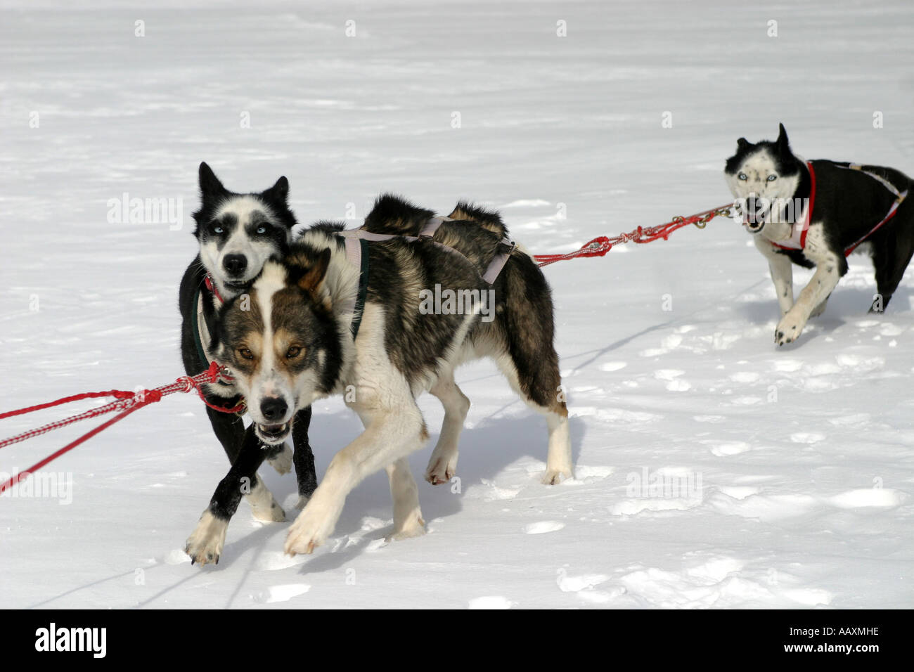 Sled dog sled sleigh skids hi-res stock photography and images - Alamy