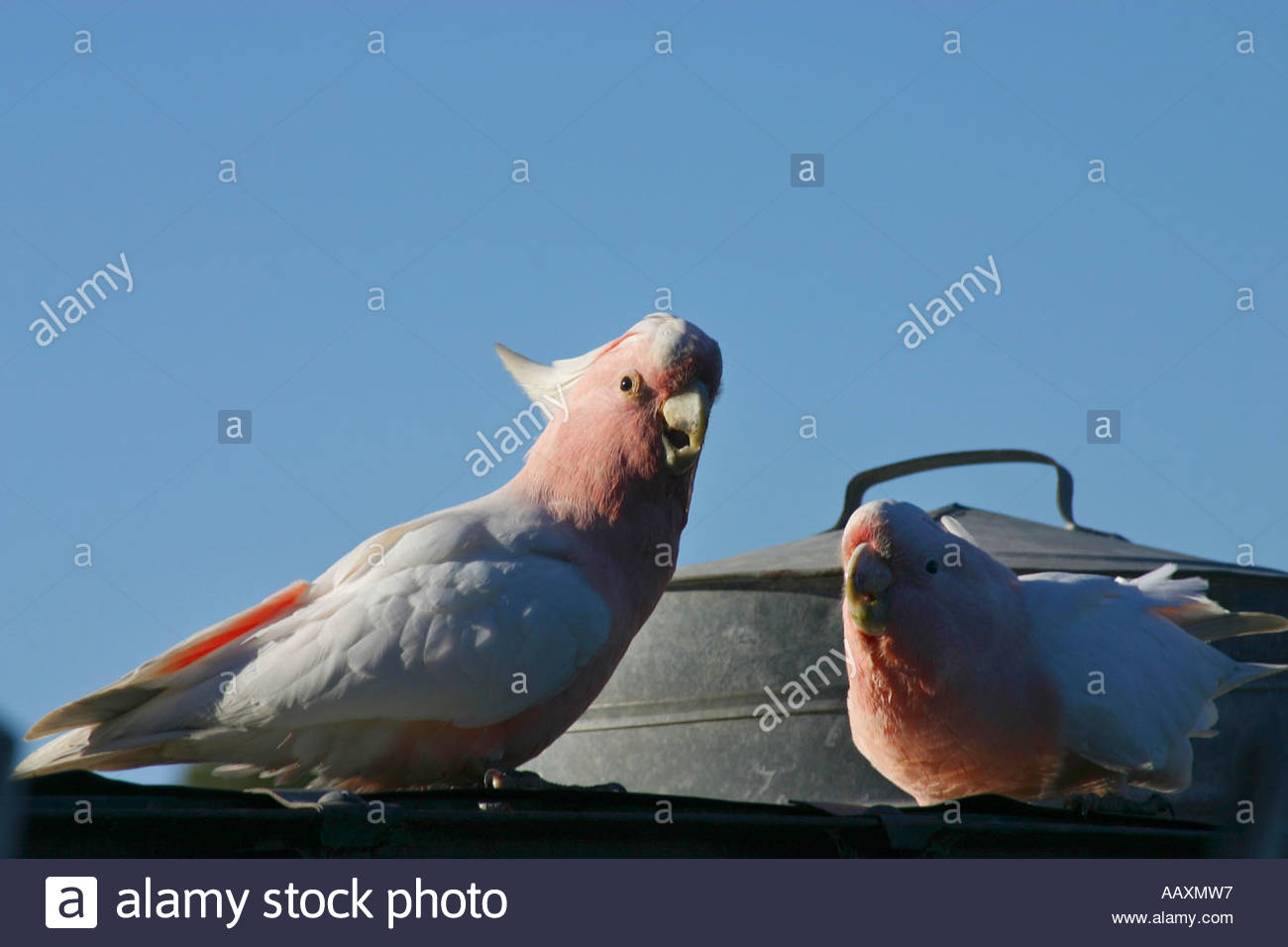 Major Mitchell Stock Photos & Major Mitchell Stock Images - Alamy