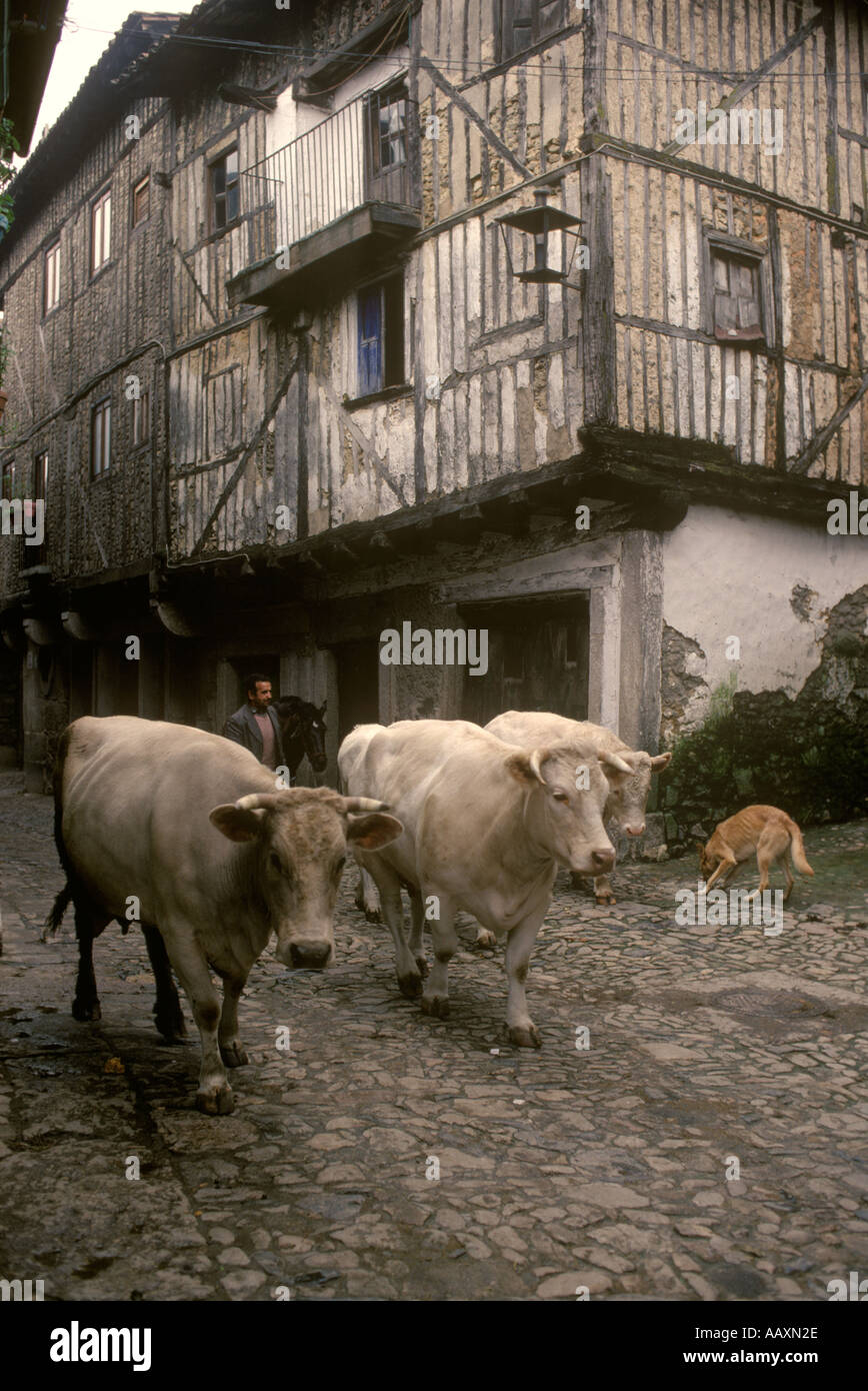 Spain 1990s Farm cattle livestock driven back to a farm house through ...