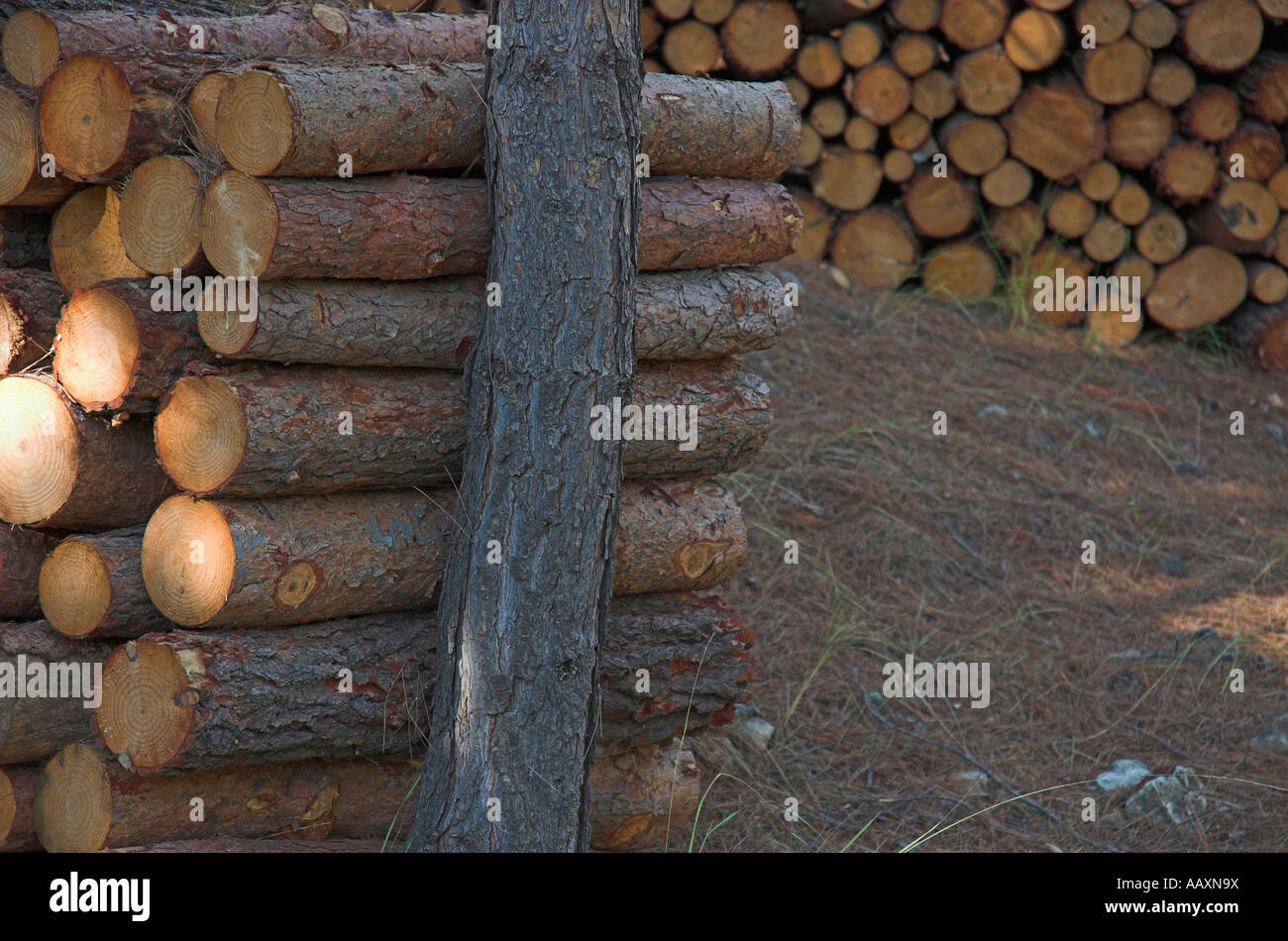 Harvested timber in pine forest Turkey Stock Photo - Alamy